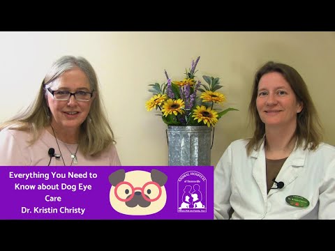 Everything You Need to Know About Dog Eye Care