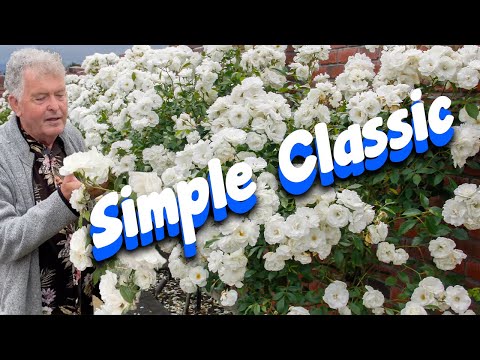 English Box and Standard Iceberg Roses - The Melbourne Classics