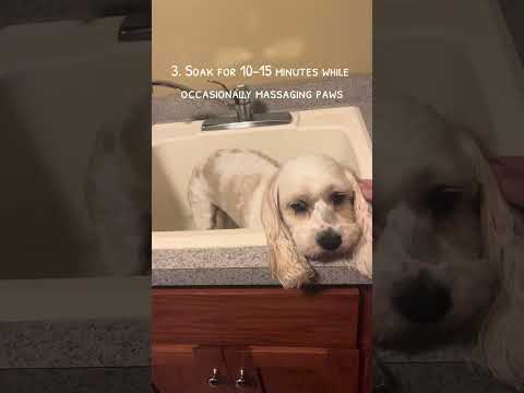 Soothe your dog's paws with epsom salt baths! #drteals #epsomsalt #dog #fok