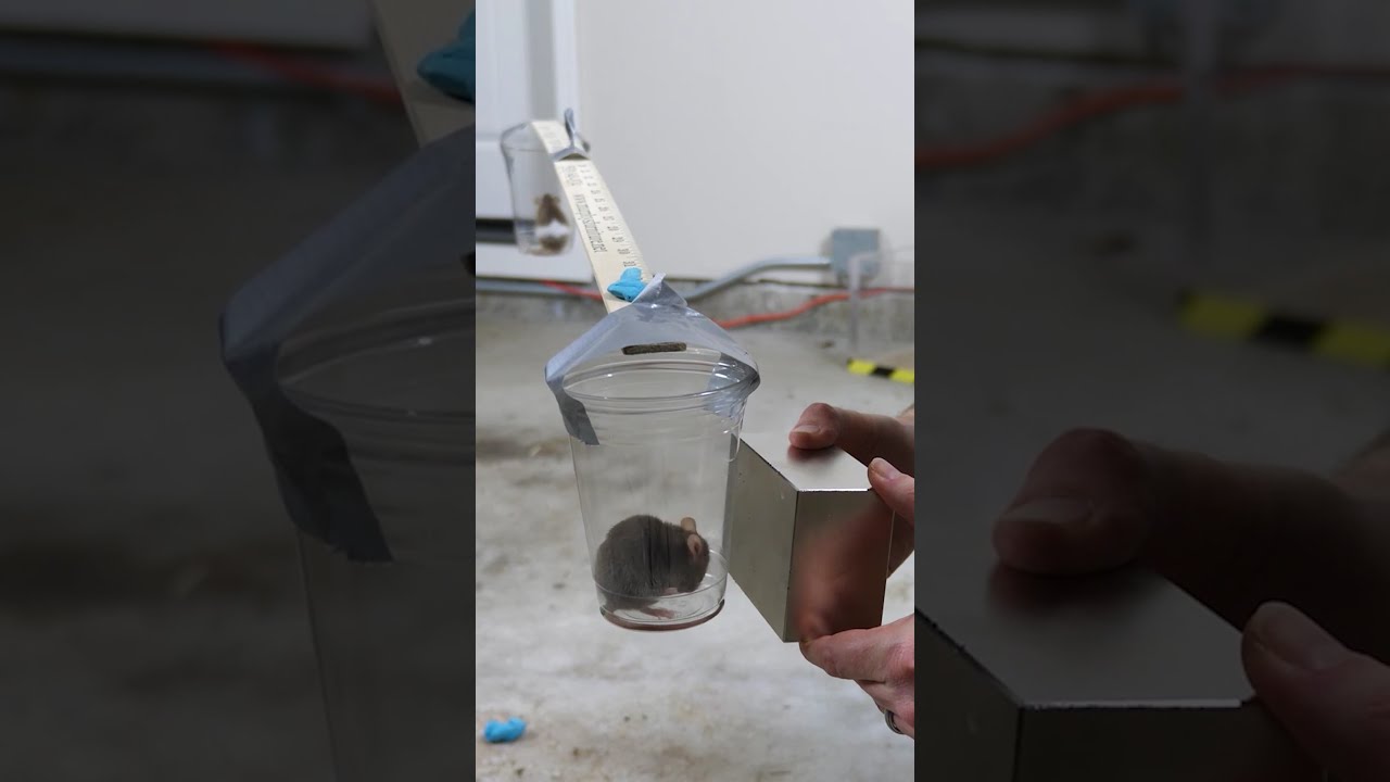 Giant Magnet Moves a Mouse