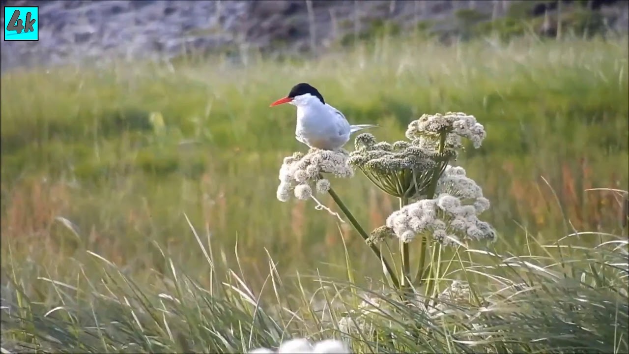 arctic tern 4k ultra HD