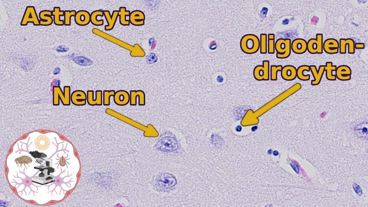 Brain Histology - Neuron Your Way to Understanding It