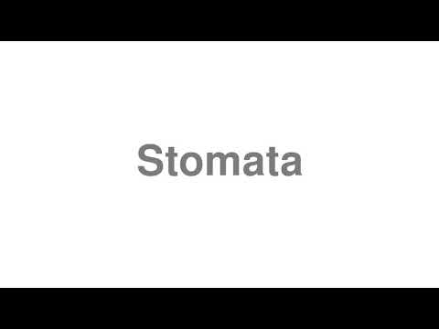 How to Pronounce "Stomata"