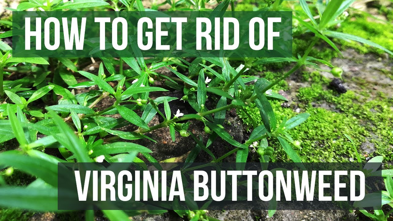 Virginia Buttonweed Control: How to Get Rid of Virginia Buttonweed ...