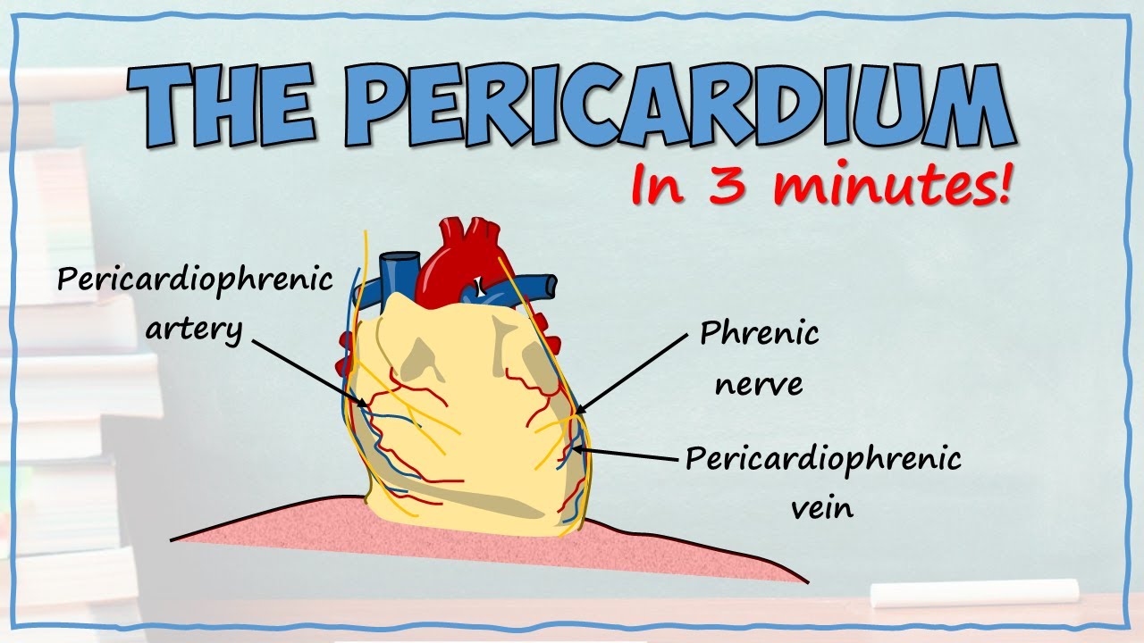 The Pericardium