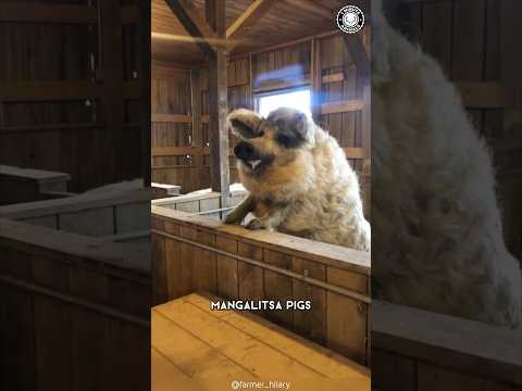 Mangalitsa Pig 🐷 The Fluffiest Pig You Didn’t Know About