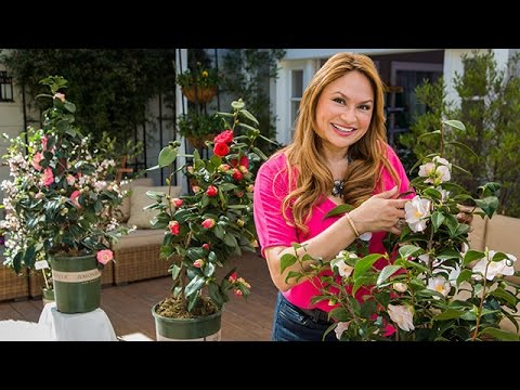 Camellia Plants 101 With Shirley Bovshow
