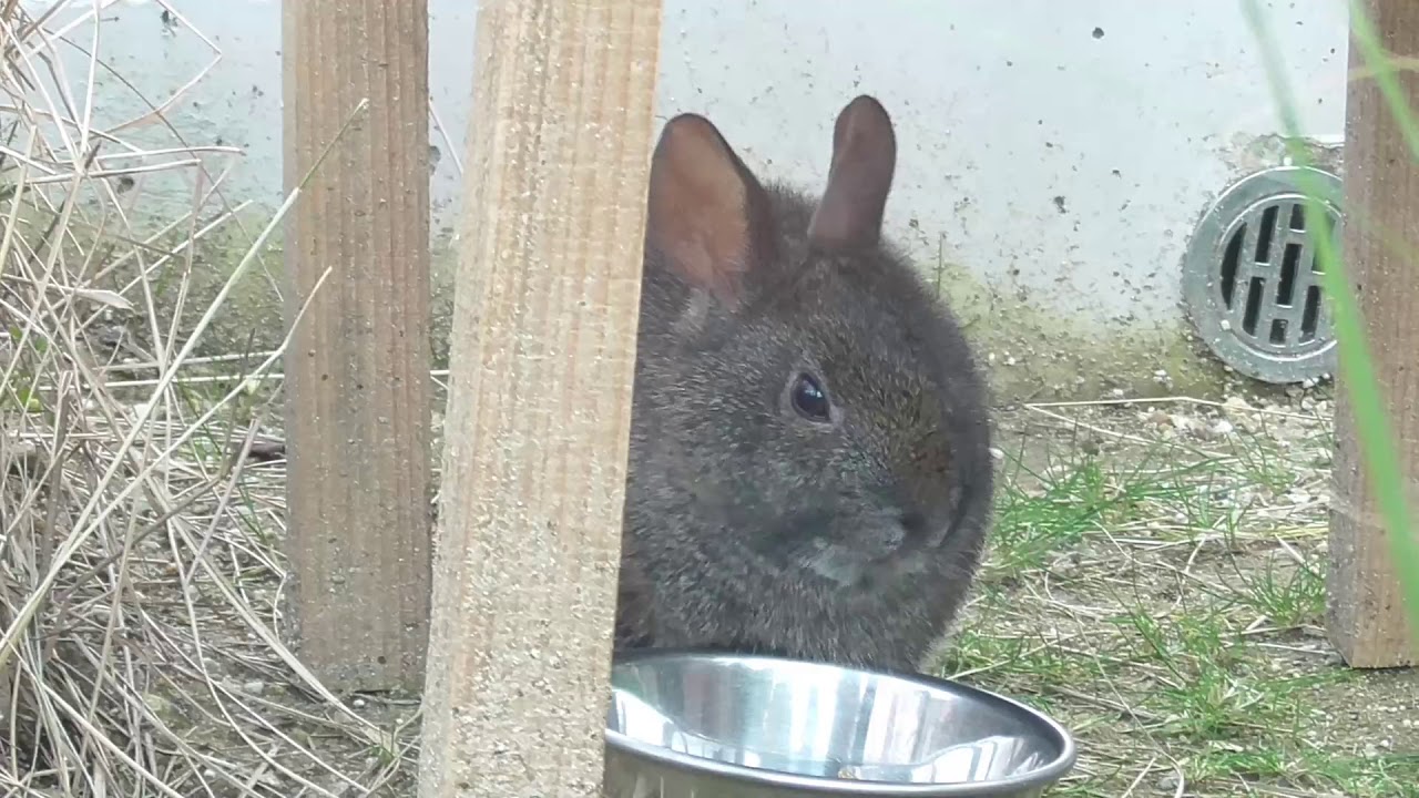 メキシコウサギ Mexican rabbit