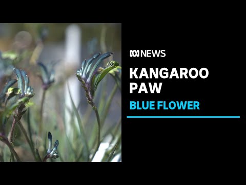 Kings Park plant breeders create blue kangaroo paw | ABC News