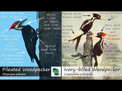 ID Tips: Ivory-billed Woodpecker vs. Pileated Woodpecker