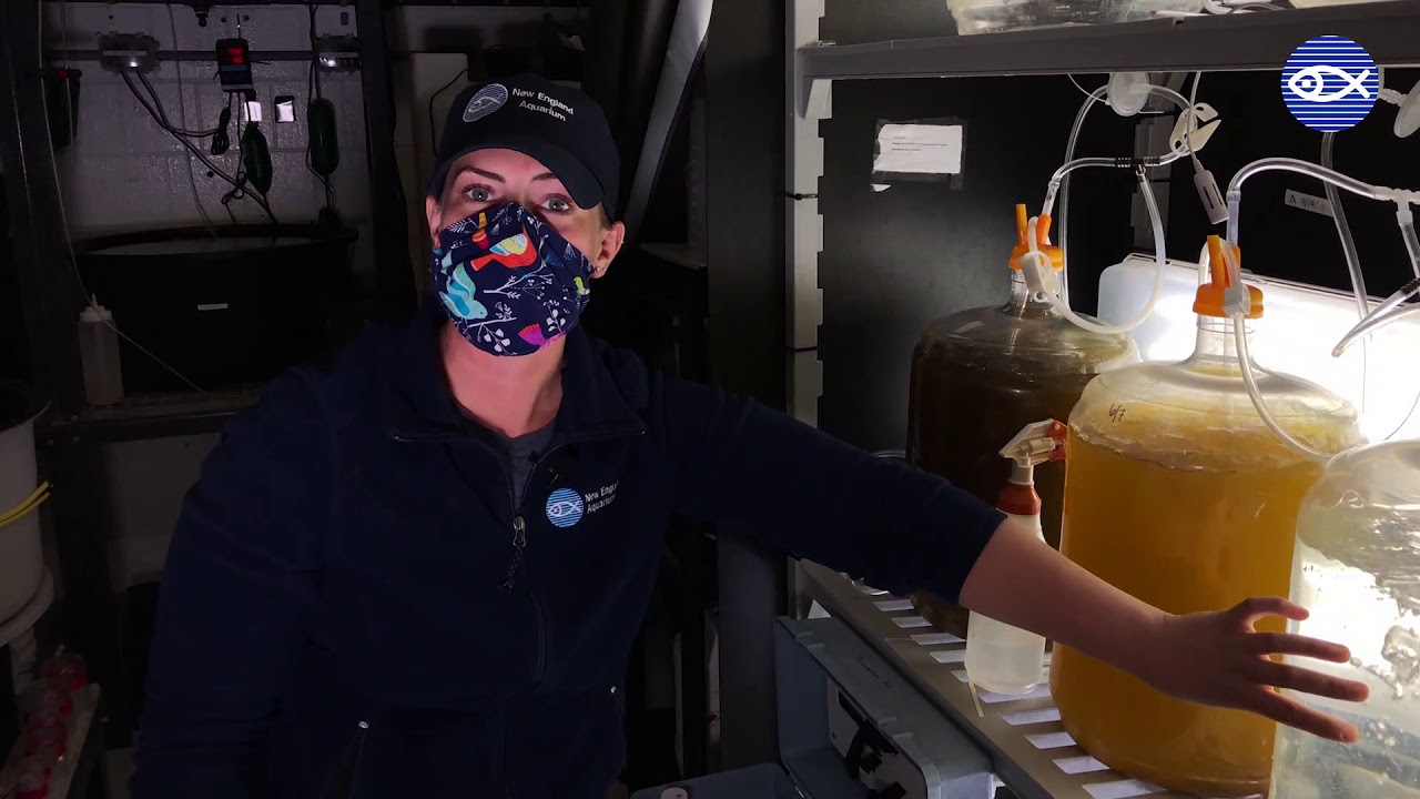 Virtual Visit: Algae with Julie!