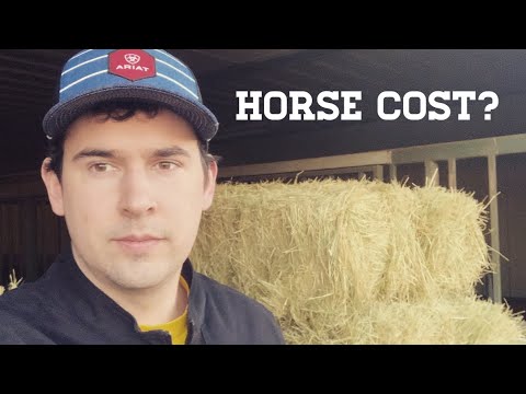 How Much Does it Cost to Own a Horse? In 2023? This will shock you…..