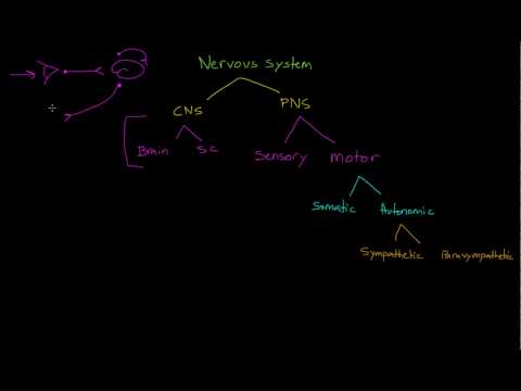 Sensory Neurons, Interneurons, and Motor Neurons