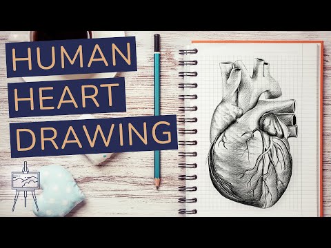 How to Draw a Realistic Human Heart 🫀