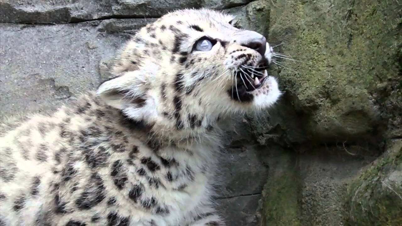 Snow Leopard cub snarling.