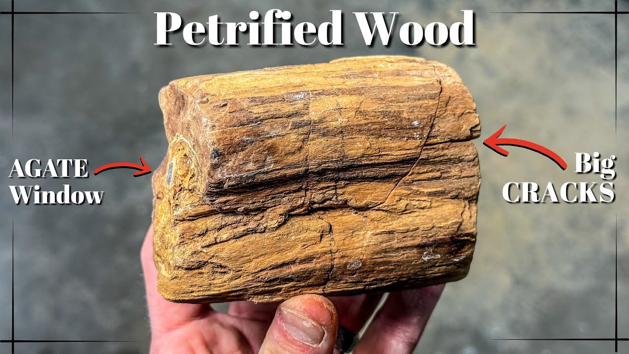 Full of Cracks... Will this Petrified Wood Make the Cut??