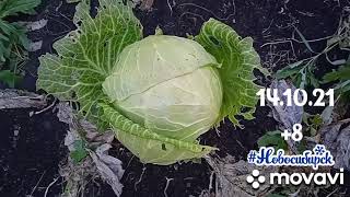 Капуста Колобок: отзывы, описание сорта, фото, видео, отзывы ...