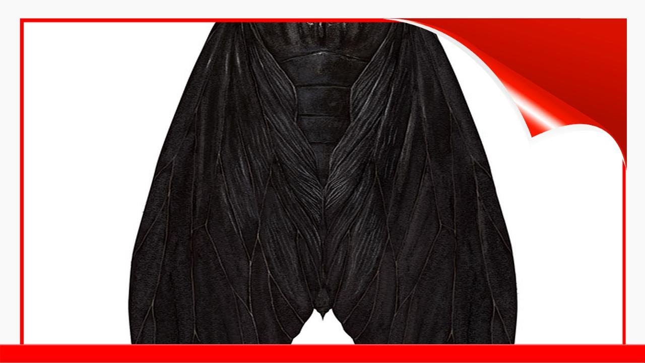 Artist Mutates Insects To Resemble Star Wars Characters  How Many Do You Recognize? ☺️