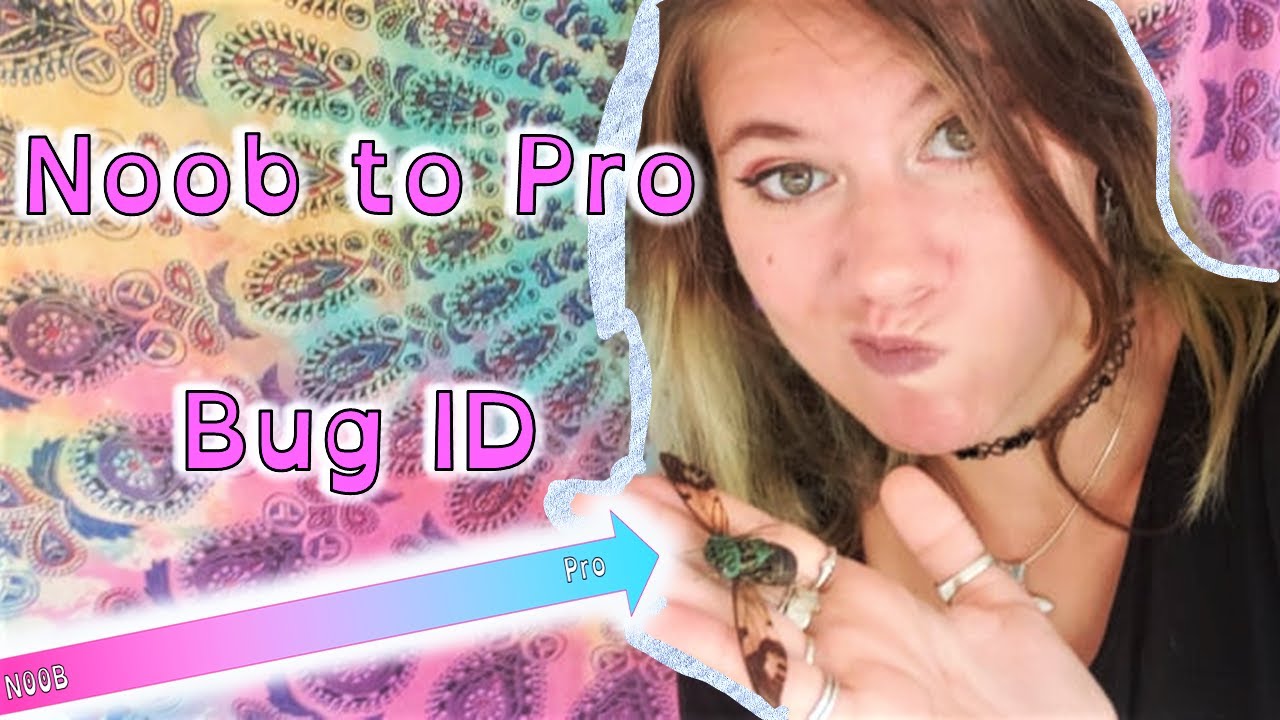 How Do I Identify My Bug? Insect Scientist Explains!