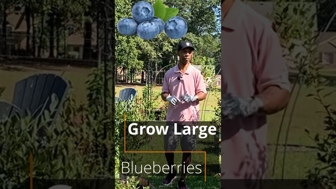 Grow large blueberries #garden #gardening