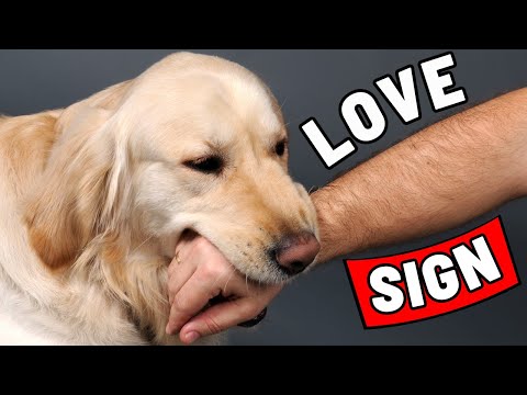 23 Signs That Your Dog Has Imprinted on You (Not Every Dog Owner)