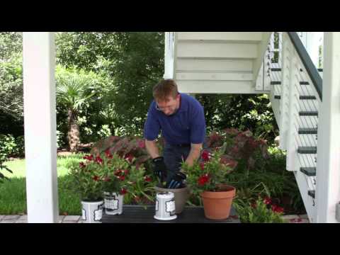 How to Plant Mandevillas : Planting Basics