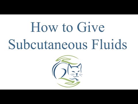 How to Give Subcutaneous Fluids – Caitlyn Huebner