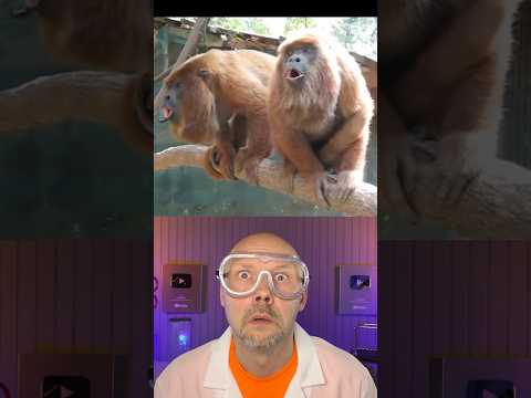 Terrifying monkey sounds