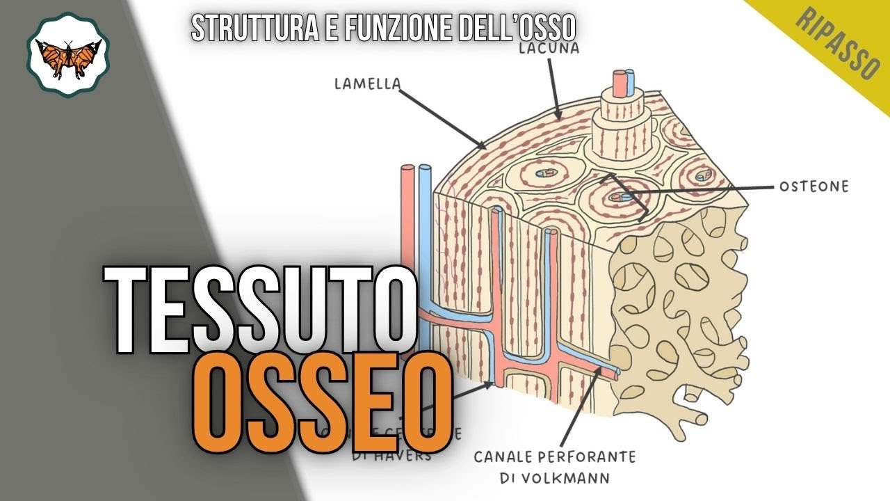 Tessuto osseo: cellule, matrice e struttura spiegati in 3 minuti