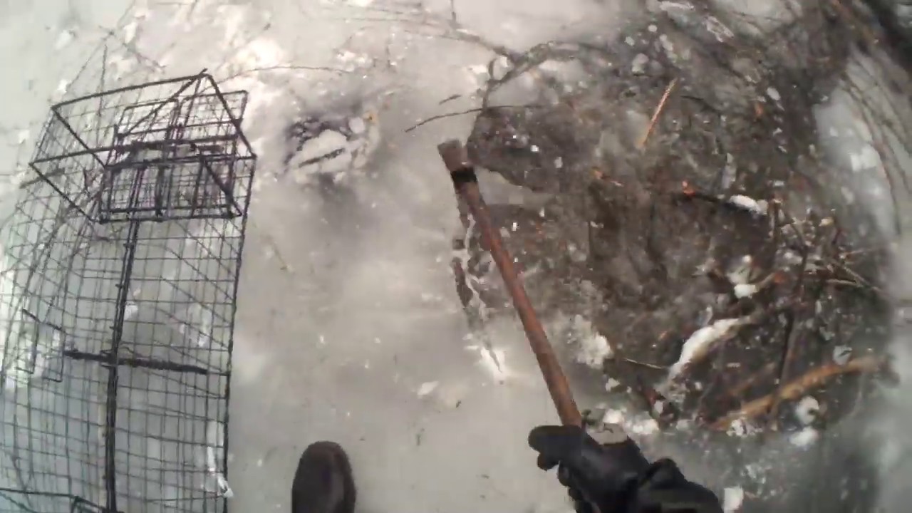 Using the Comstock Swim Through Beaver Cage Under Ice