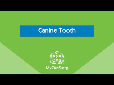 Canine Tooth