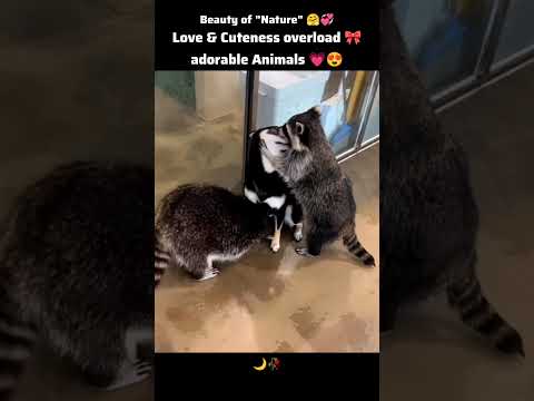Cute animals/ funny animal models🤩#animalfunny #animals #funny #cuteanimals #cutealert #dilse #cute