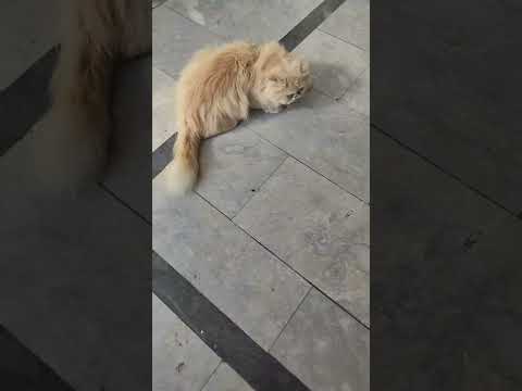 persian male cat heat symptoms