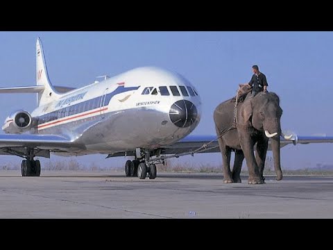 Impressive Strength Of The Elephant. This Is What An Elephant Can Do For Its Life !!!