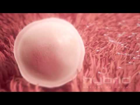 Mécanisme De L'Ovulation