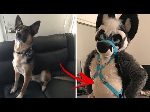 Furry couple Vex and Jax murder a man & skin dog for 'pelt' to make fursuit