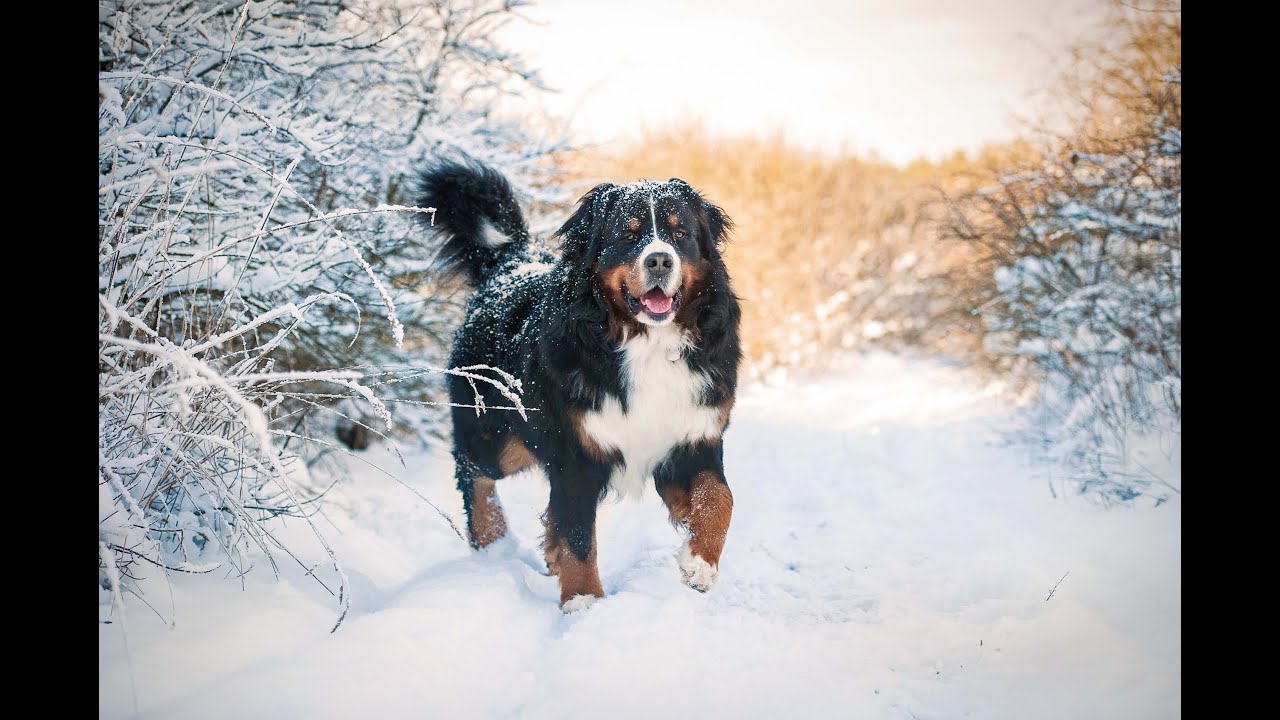 Winter Weather Pet Safety Tips