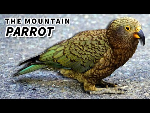 Kea Facts: the MOUNTAIN PARROT ๐ฆ Animal Fact Files