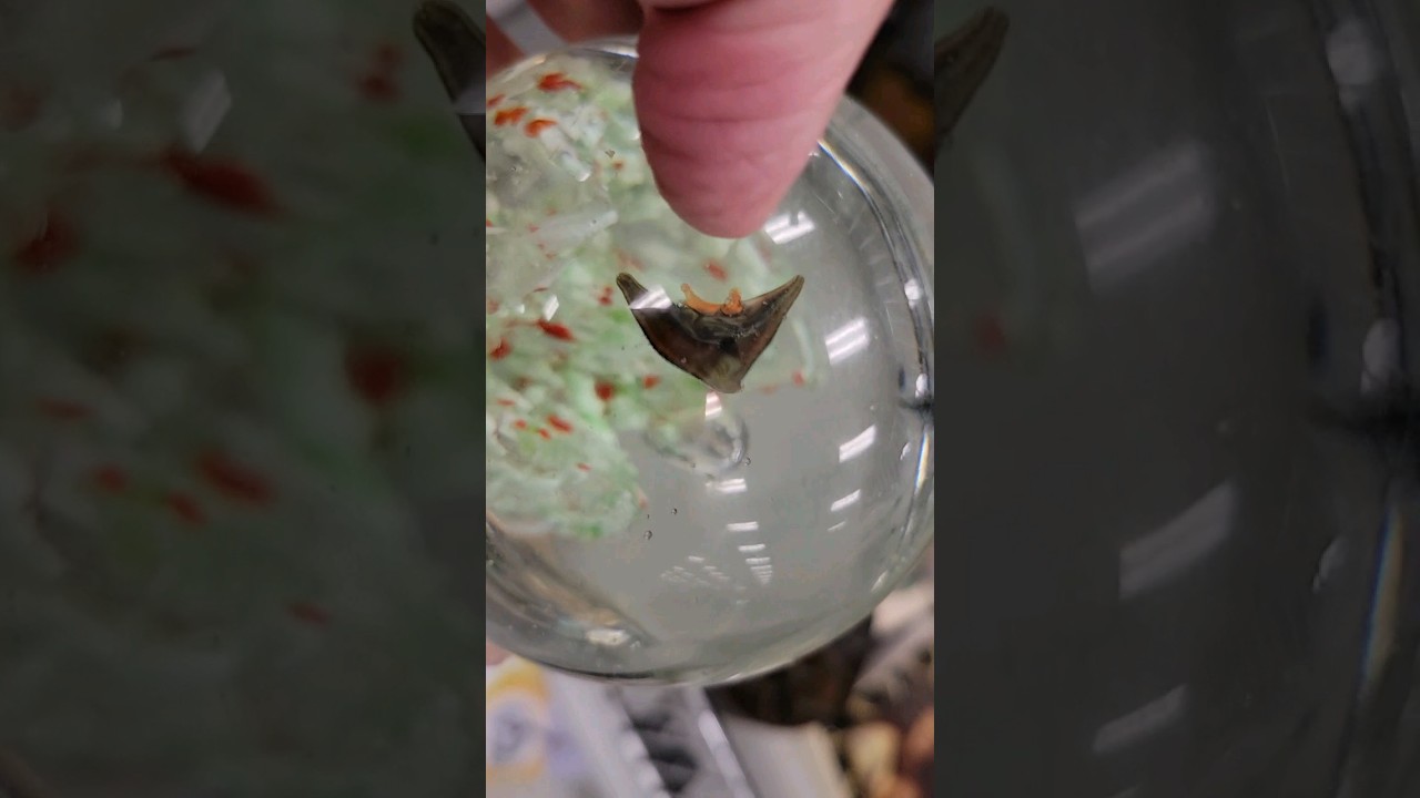 Florida thrift store finds, yup, it's another control bubble paperweight, this one has fish in it...