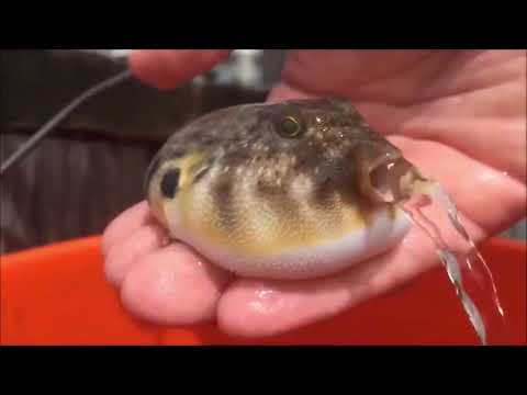 Steam Community :: Video :: Puffer fish succ 1 hour