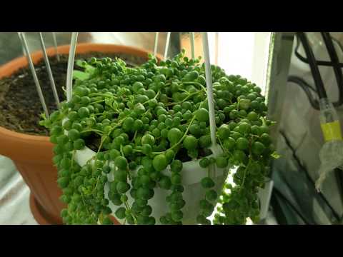 Easy Way How To Propagate String Of Pearls Succulent Plant
