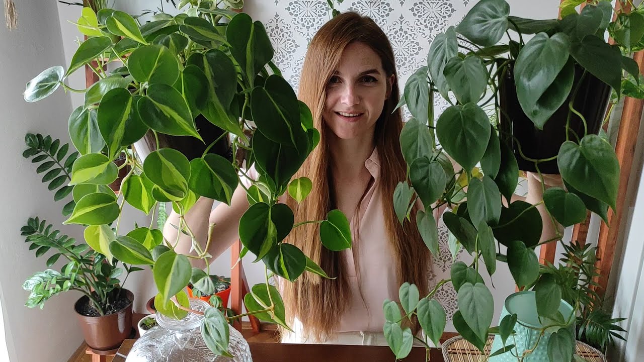 Philodendron Hederaceum 'Heart Leaf' Houseplant Care