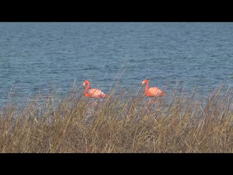 Two mysterious flamingos appear in South Bay