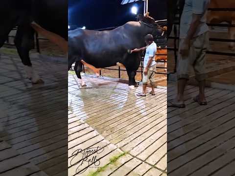 Sapi Terbesar dan Ras Sapi Tertua di Dunia #sapi #animals #cow #cowvideos
