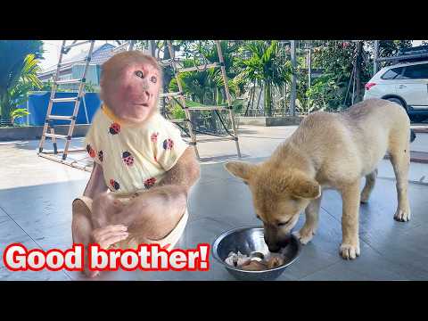 Kind Bibi always gives special attention and love to the puppy!