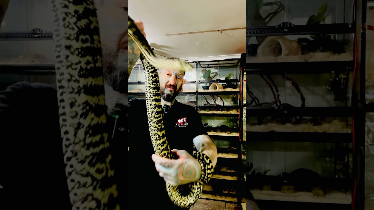 Adult Jungle Python Size🪱 Do I Get Bitten?? #paulstingray #junglepython