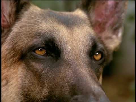 Throwback Thursday: “Devil Dog: The Hound of Hell” (1978)! | Eric ...