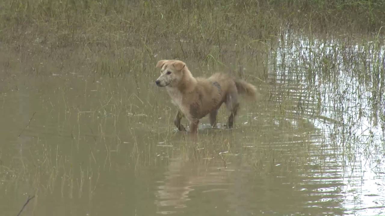 UPDATE: Floods in Myanmar - FOUR PAWS helps