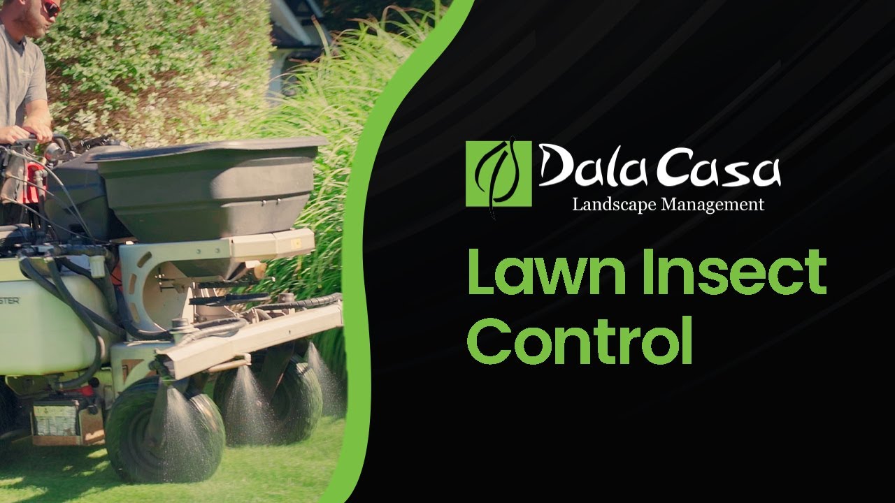 Lawn Insect Control