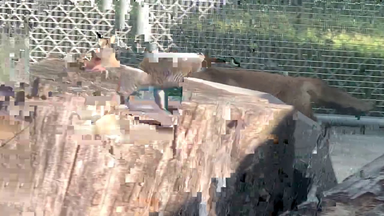 Our fox cub is a big girl now and all ready to be released and start a life on her own.